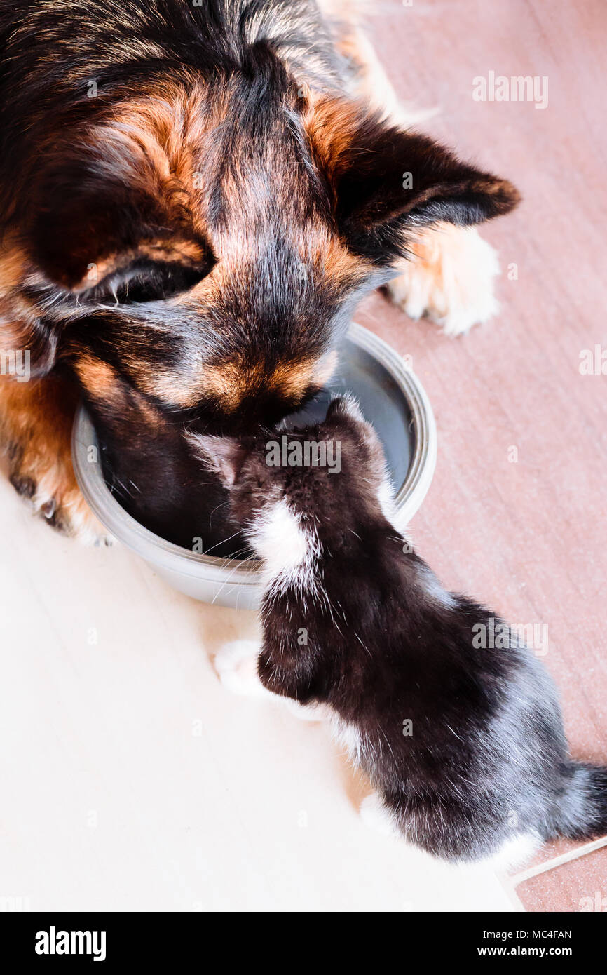 Chien et chat mangent ensemble Banque de photographies et d’images à ...