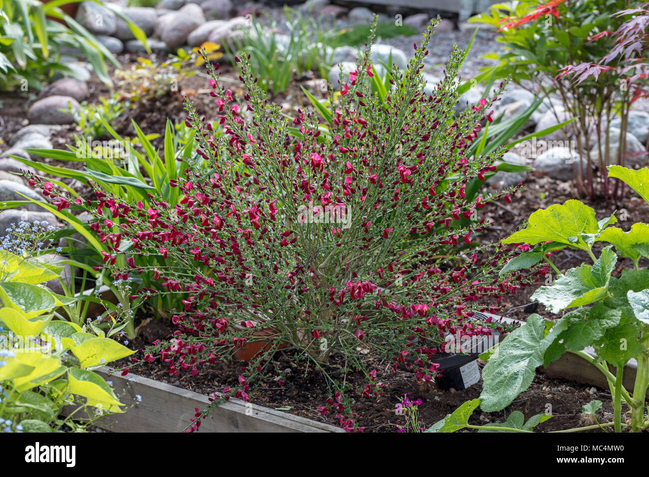 Cytisus boskoop ruby Banque de photographies et d’images à haute ...