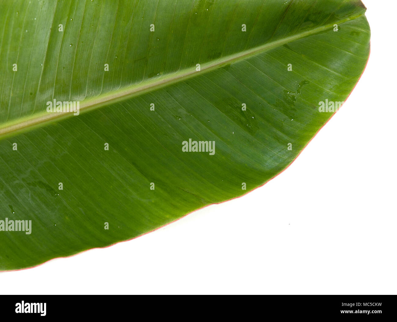 Feuille de bananier , Banane feuilles de bananiers sont des arbres qui ...