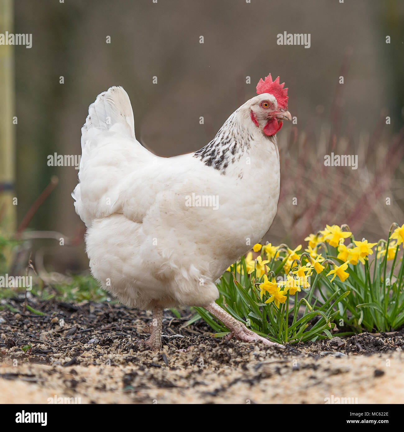 Poule poulet Banque de photographies et d’images à haute résolution - Alamy