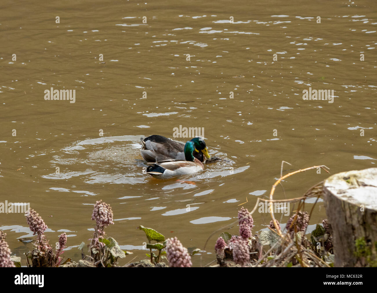 Canards colvert Banque de photographies et d’images à haute résolution - Alamy