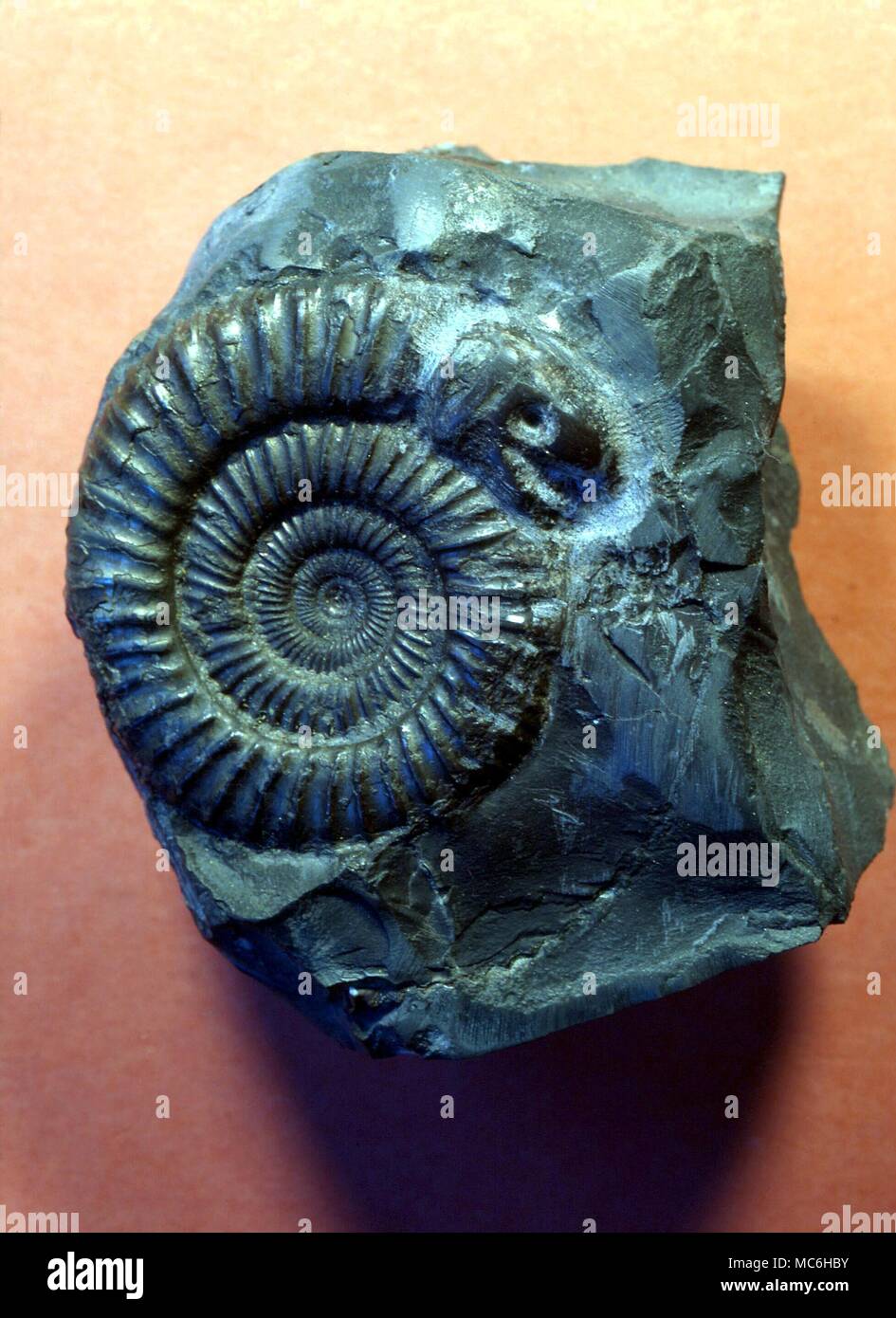 Mythes - WHITBY (Pierre) le serpent serpent magique, en pierre ou en ...