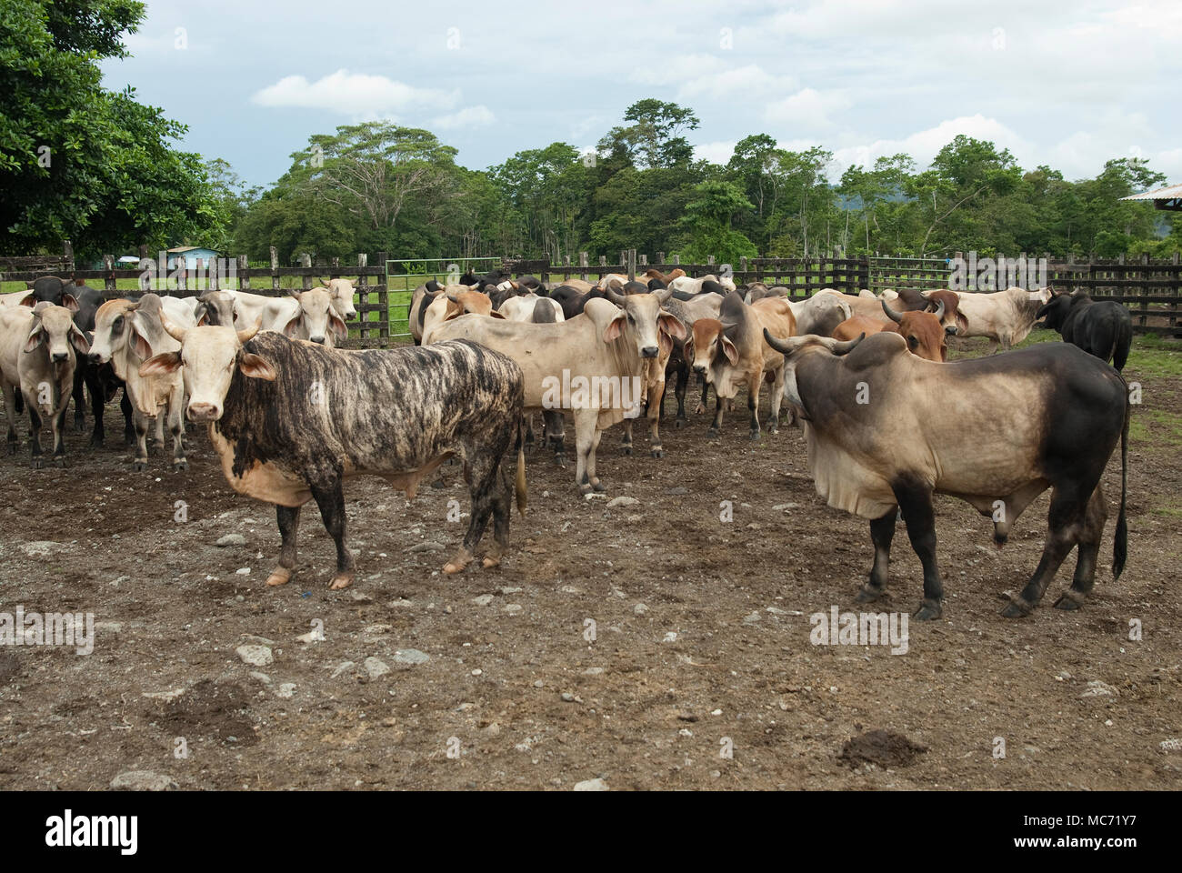 Brahman cattle costa rica Banque de photographies et d’images à haute ...