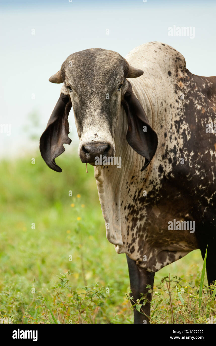 Brahman cattle costa rica Banque de photographies et d’images à haute ...