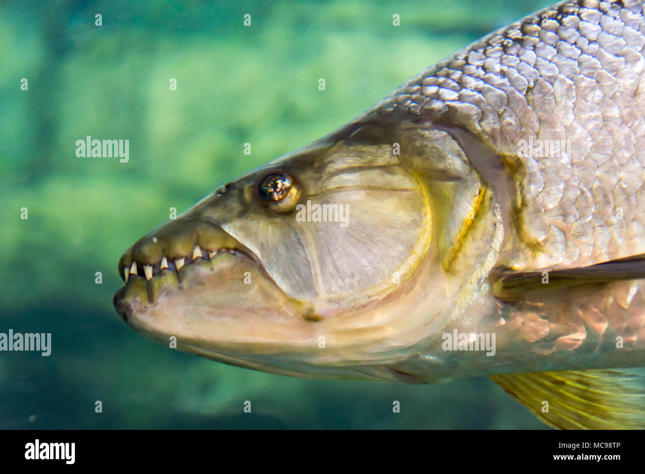 Poisson tigre Banque de photographies et d’images à haute résolution ...
