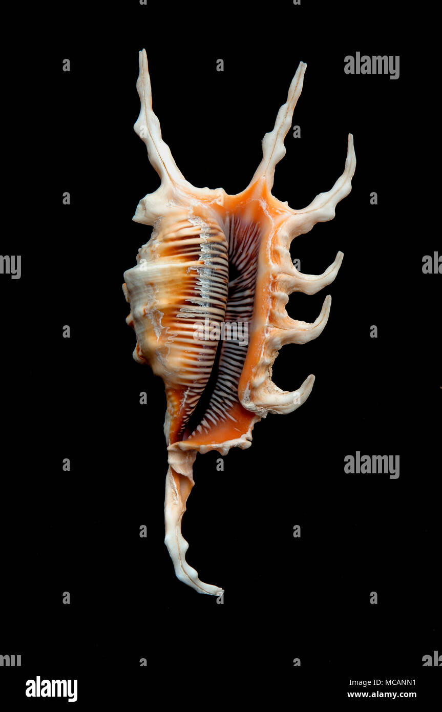 Scorpion conch Banque de photographies et d’images à haute résolution ...