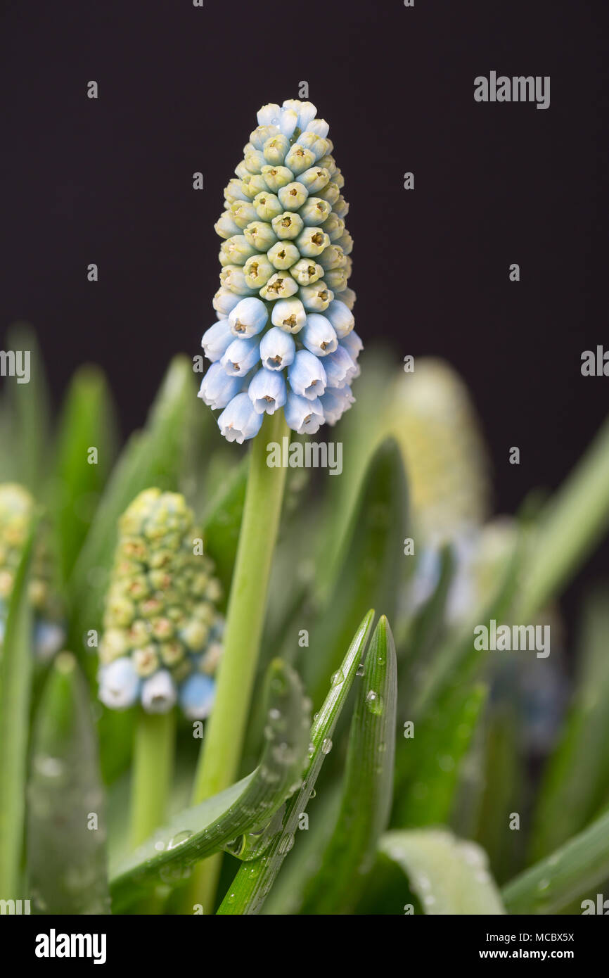 Muscari bulb Banque de photographies et d’images à haute résolution - Alamy