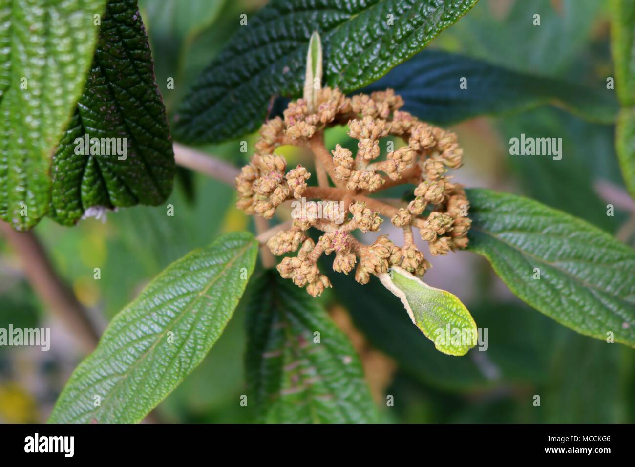 Belle feuille de cuir Banque de photographies et d’images à haute ...