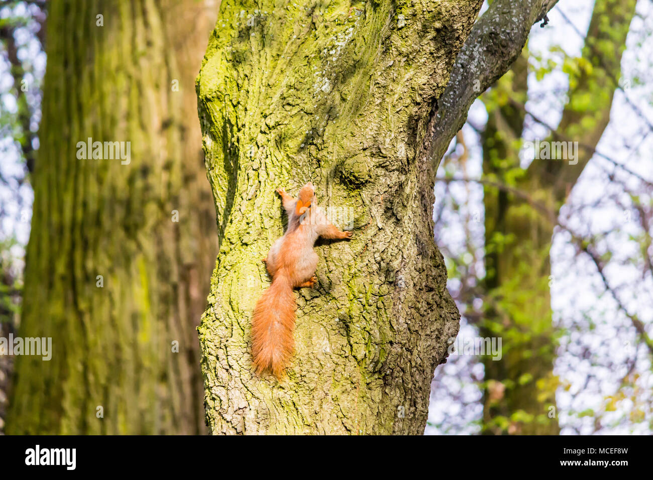 L'écureuil roux sur un beech tree. La photo pour le site sur la nature ...