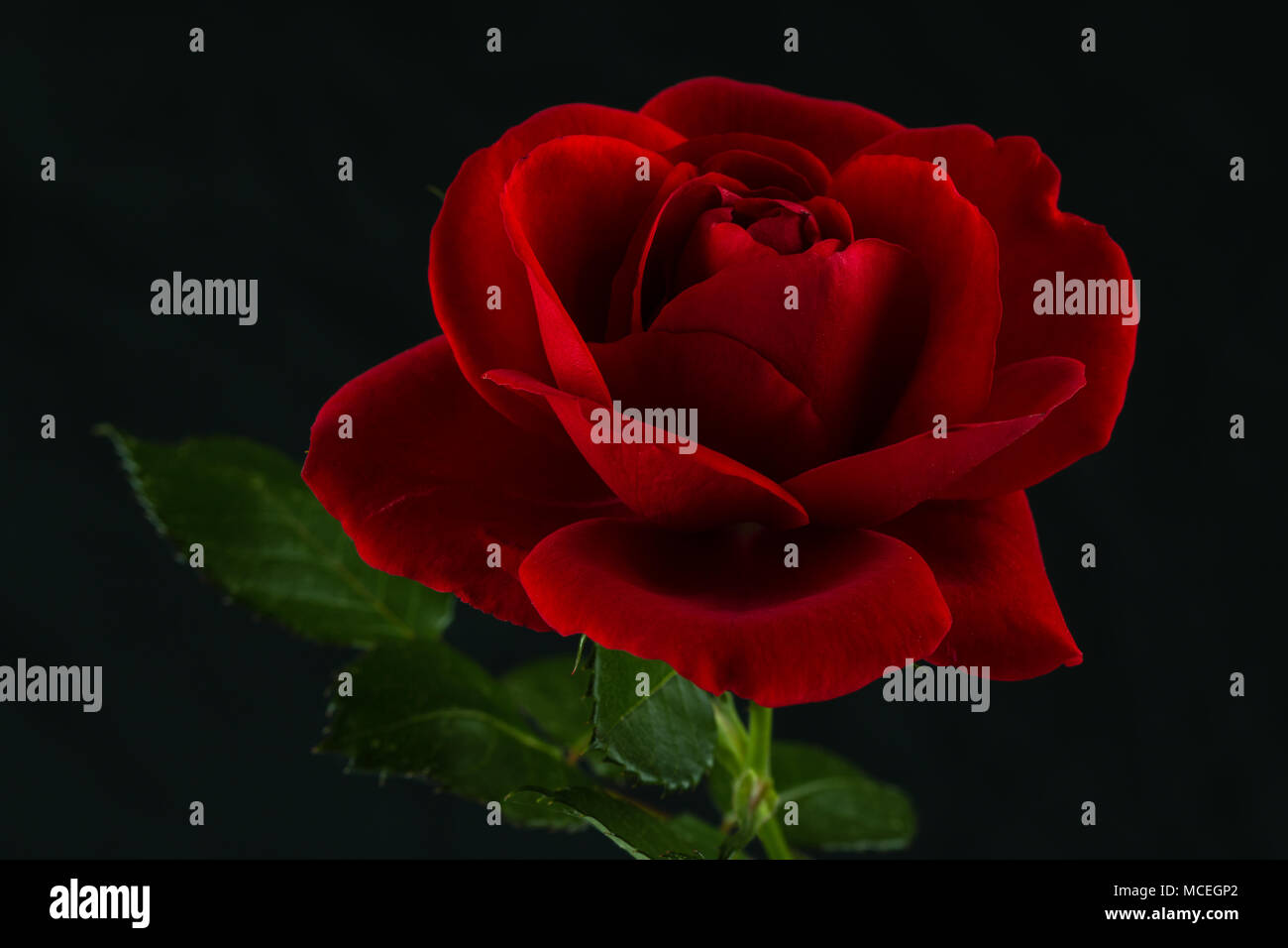 Belles roses rouges Banque de photographies et d’images à haute ...