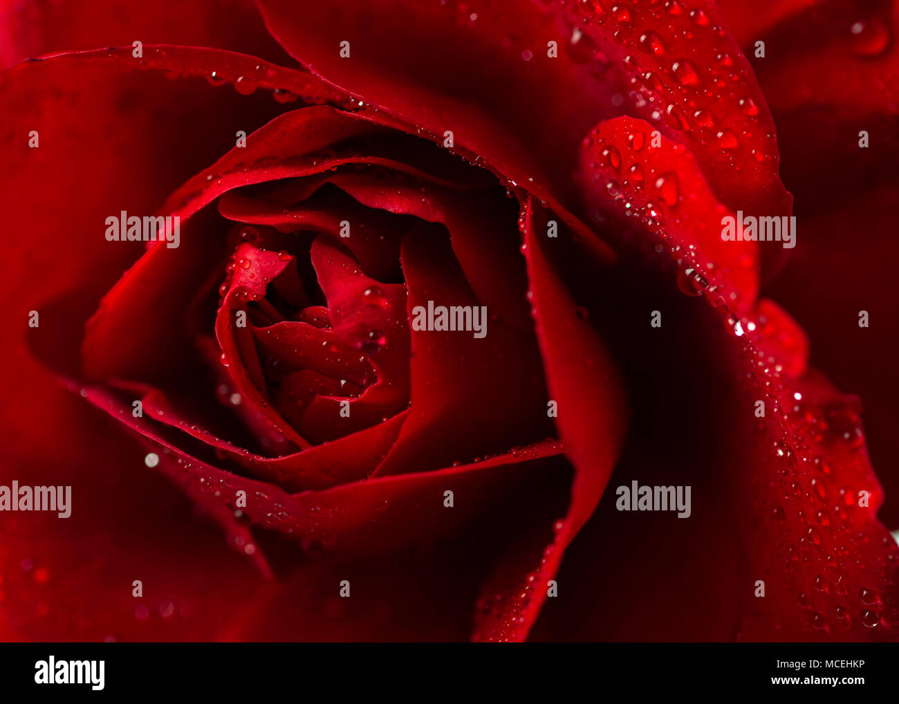 Roses rouges de la saint valentin Banque de photographies et d’images à ...