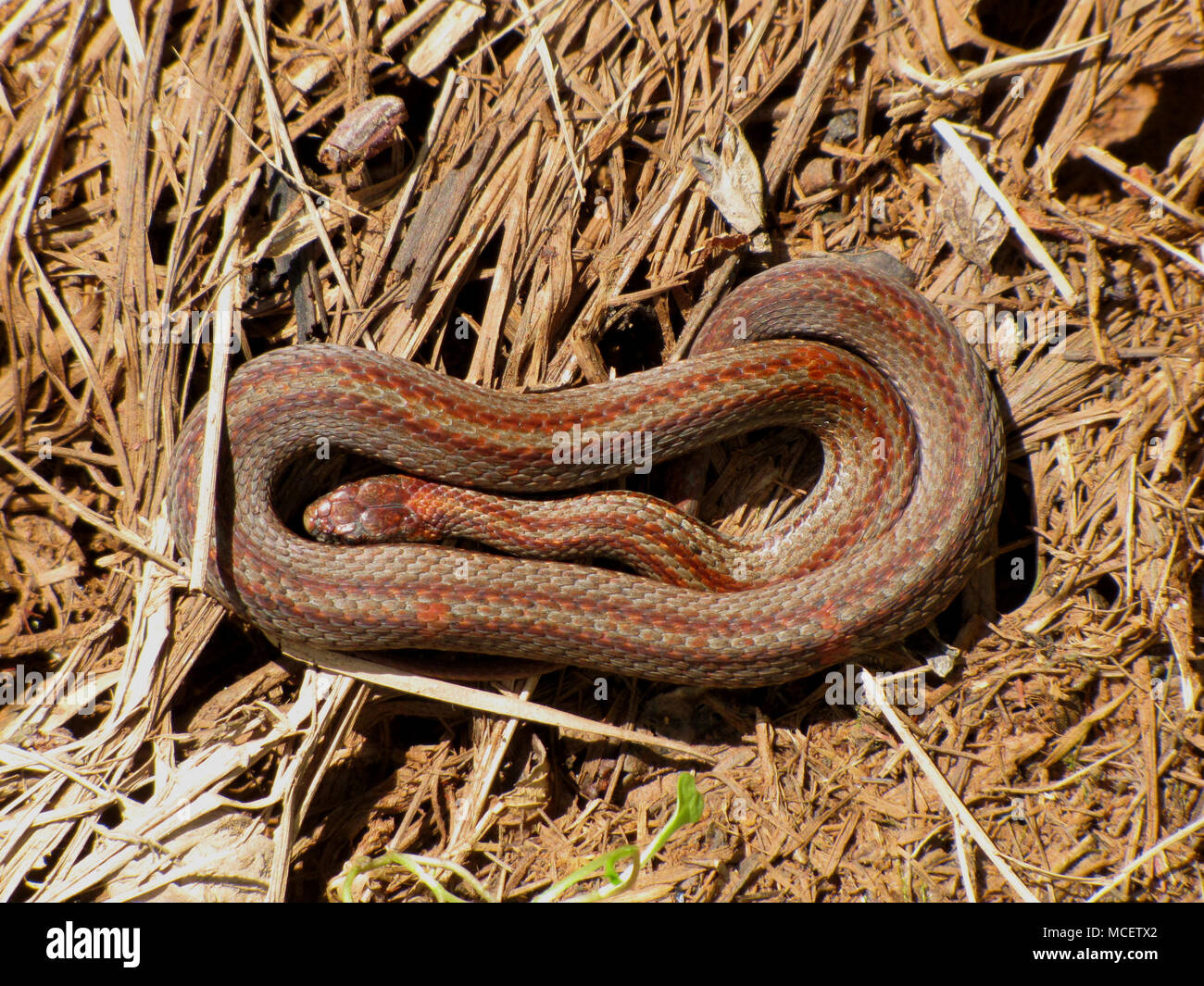 Serpent de ventre rouge Banque de photographies et d’images à haute ...