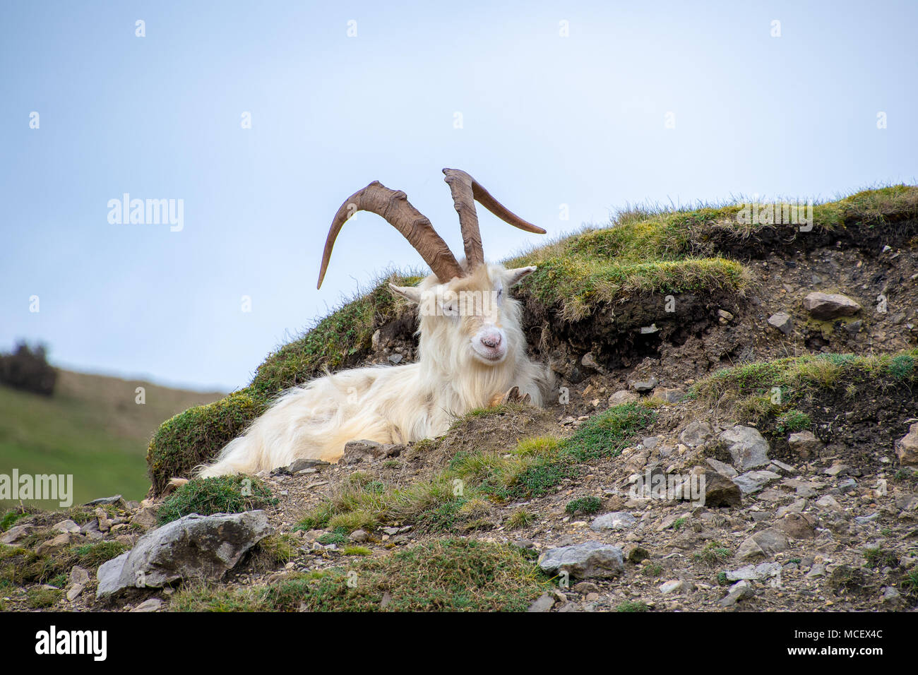 Wild kashmiri goat Banque de photographies et d’images à haute ...