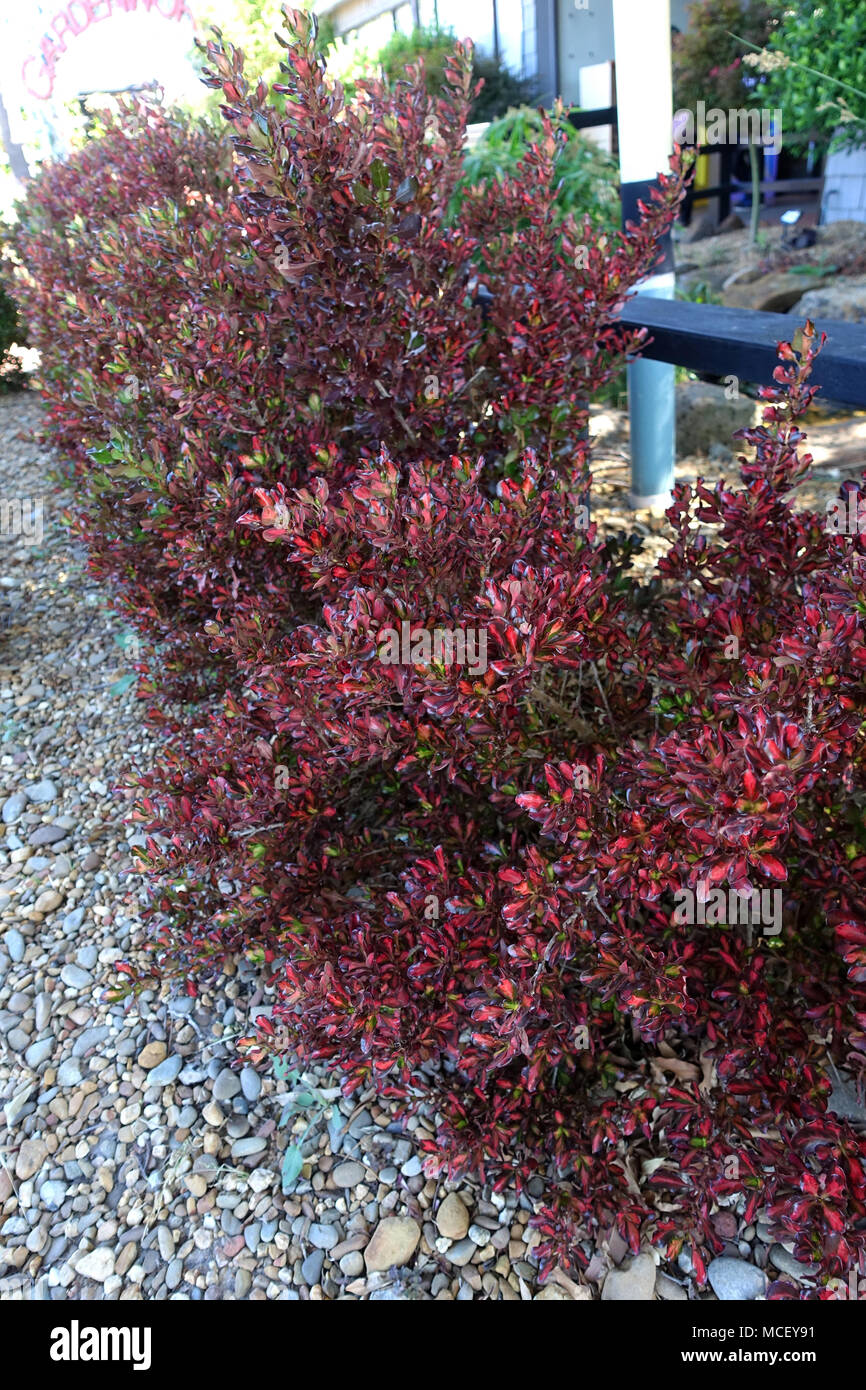 Coprosma repens fireburst Banque de photographies et d’images à haute ...