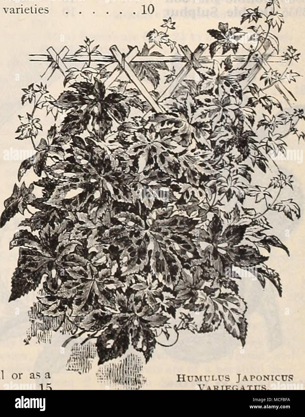 Humulus japonicus Banque de photographies et d’images à haute ...