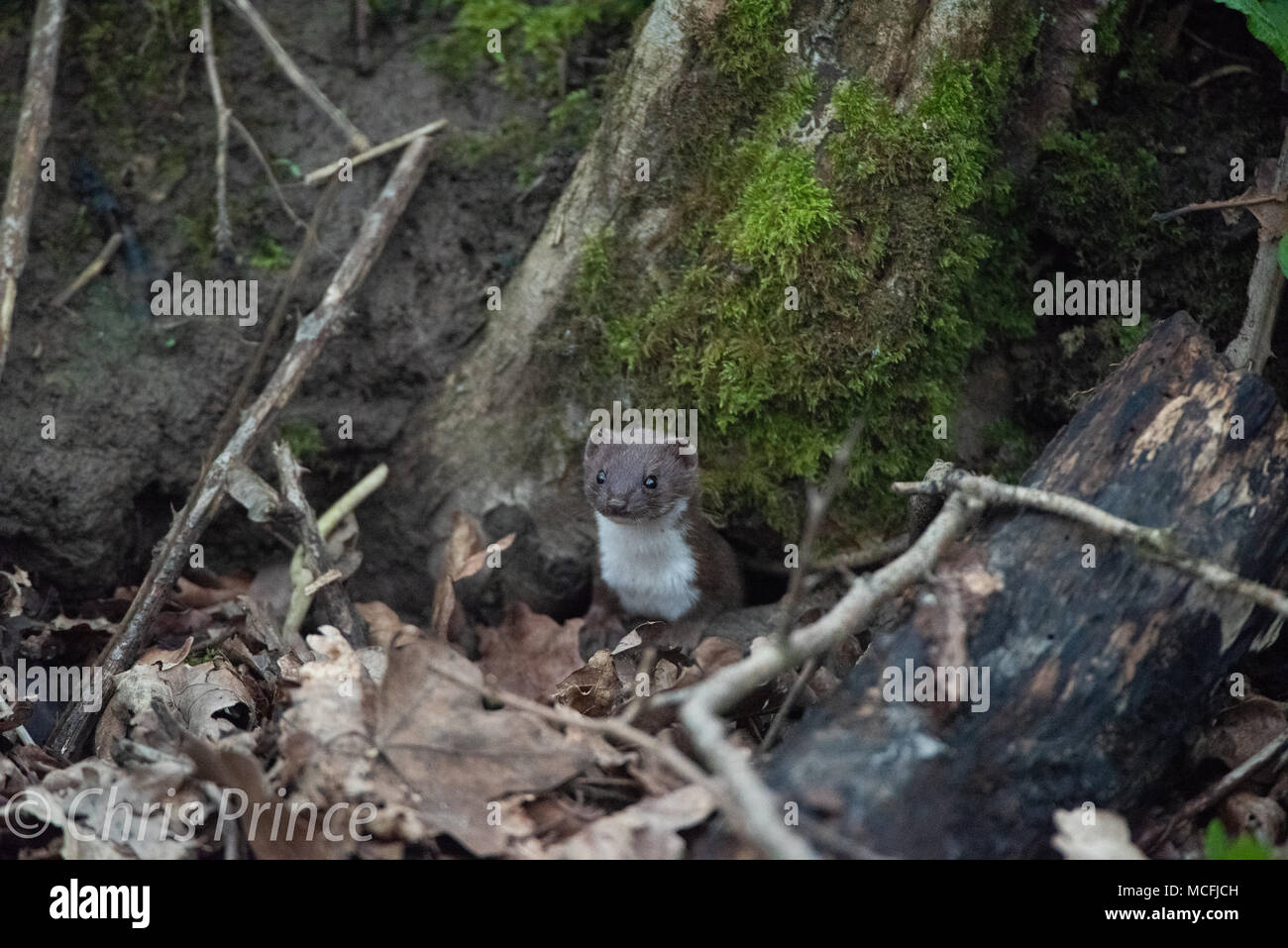 Belette arbre Banque de photographies et d’images à haute résolution ...
