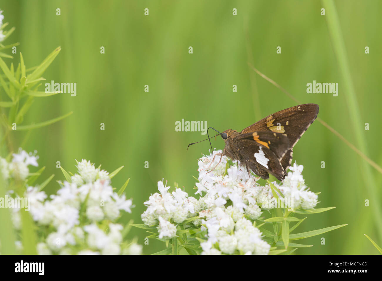 03551-00919 Silver-spotted Skipper (Epargyreus clarus) sur la montagne ...