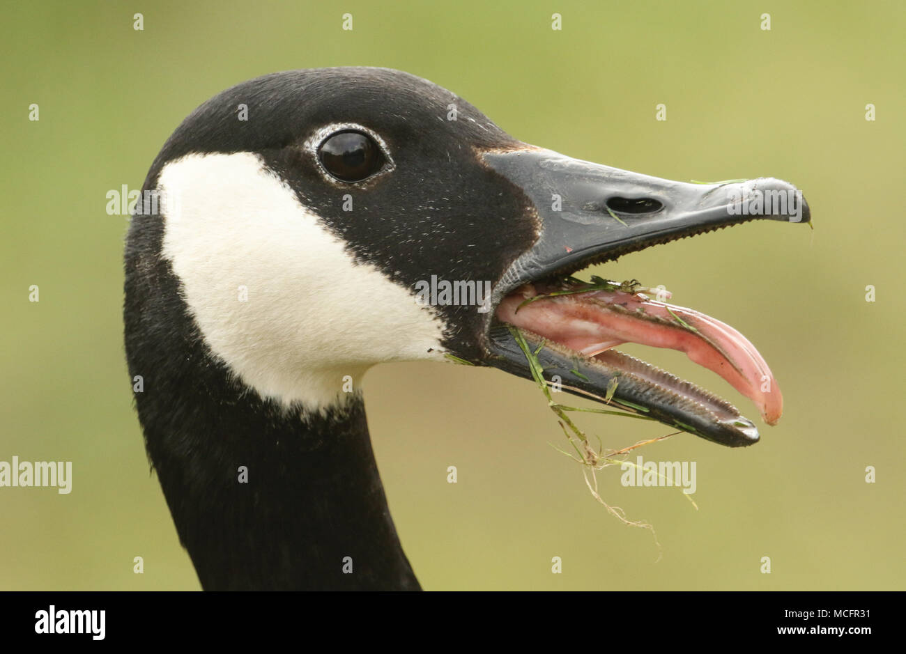 Goose tongue Banque de photographies et d’images à haute résolution - Alamy