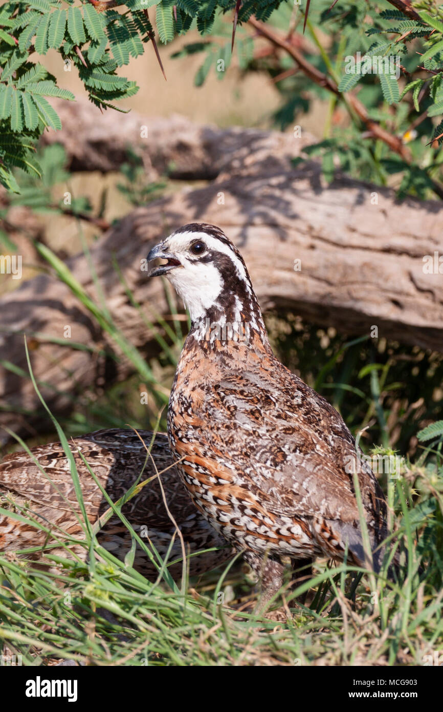 Le colin de Virginie, le colin de Virginie (Colinus virginianus) qui a ...