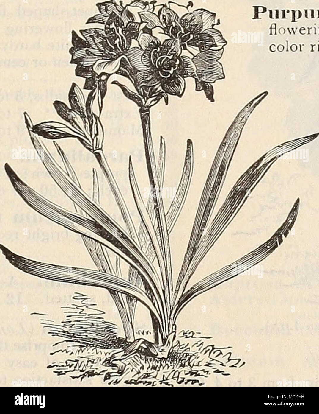 . Vallota purpurea. Spir/AsTiLroiDES EA Floribunda. YALLOTA. Purpurea ...