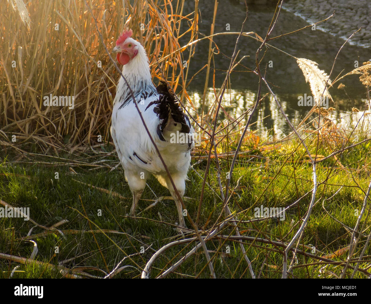 Poule de reproduction Banque de photographies et d’images à haute ...