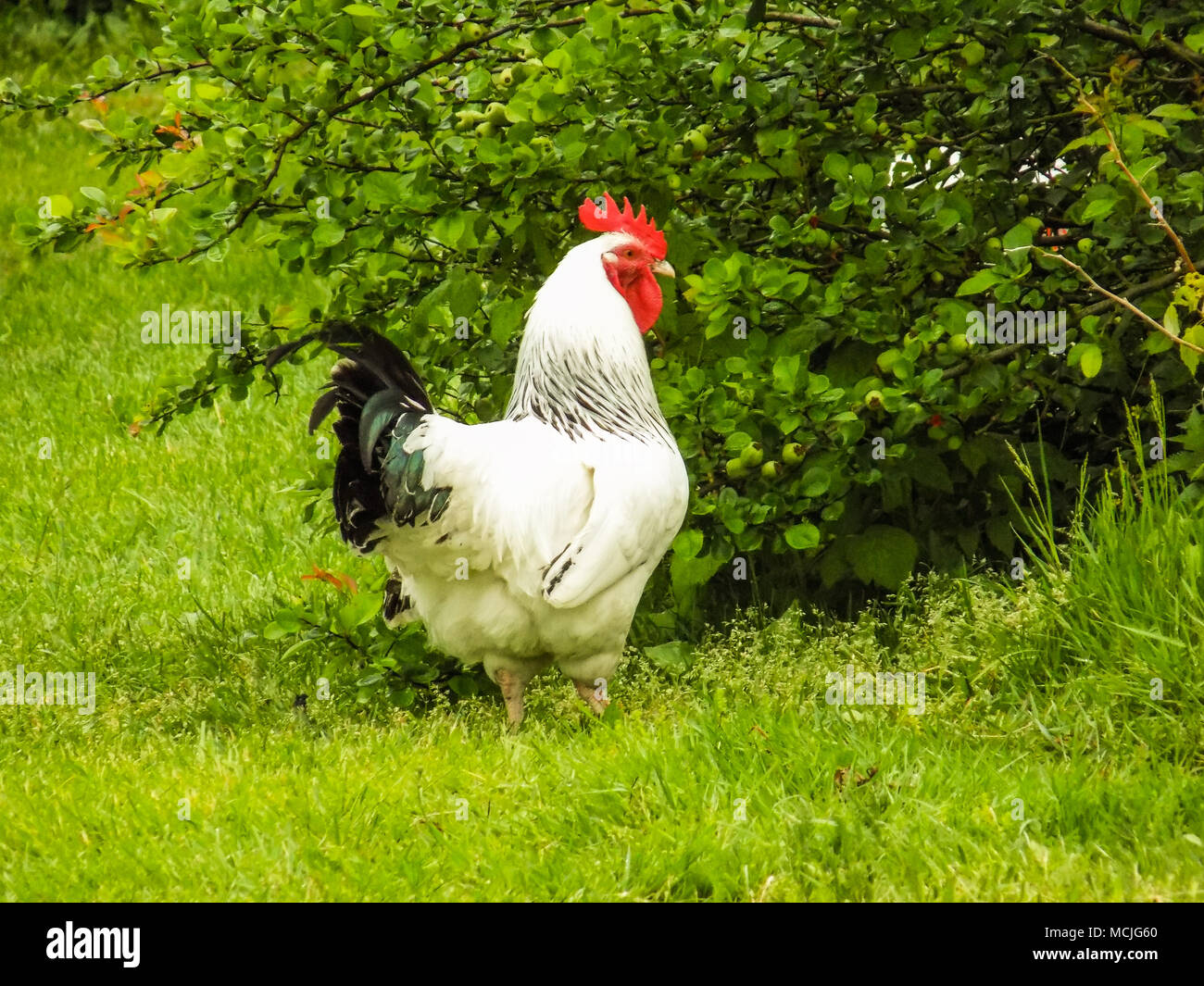 Poule de reproduction Banque de photographies et d’images à haute ...