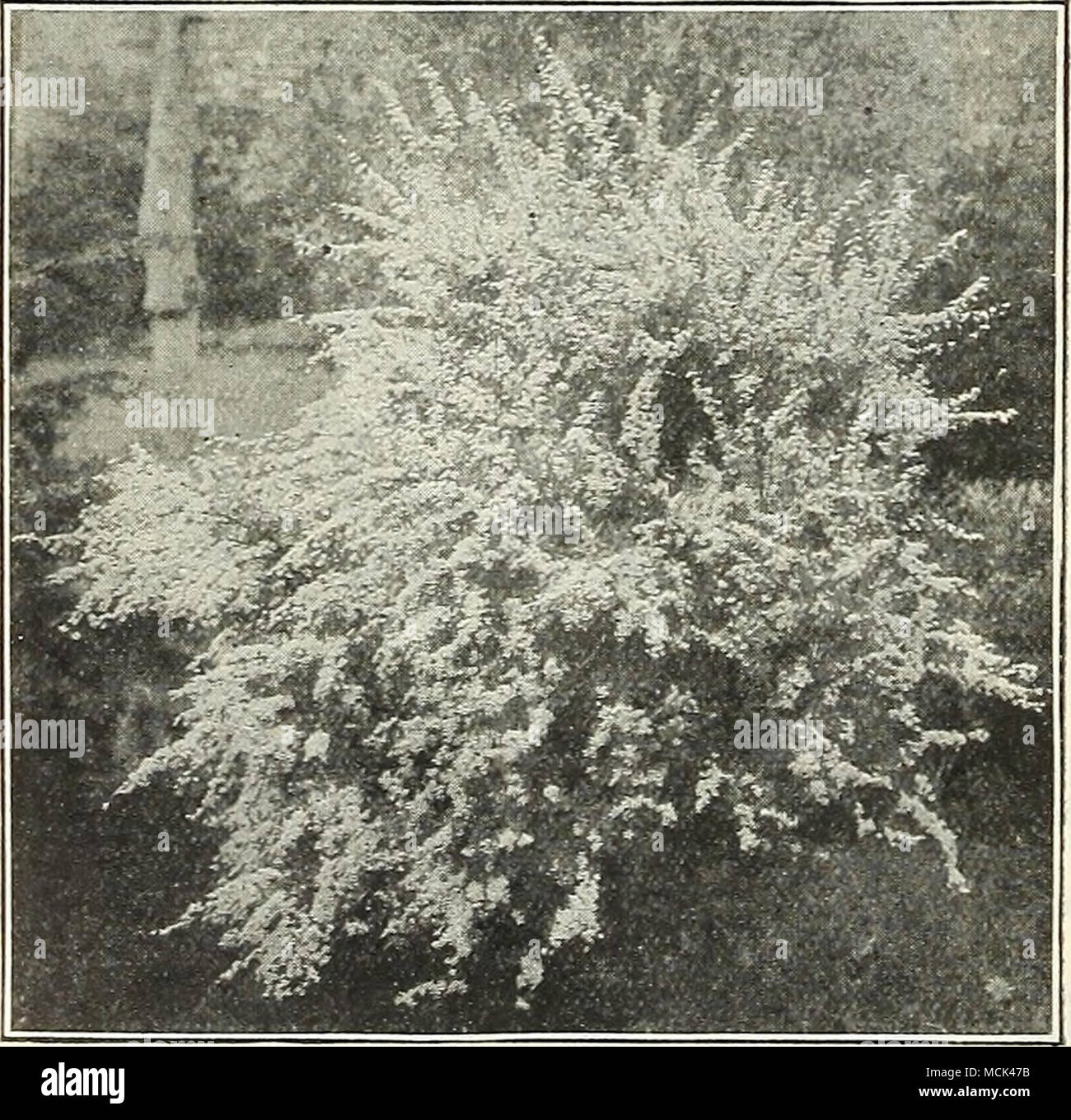 Philadelphus virginal Banque de photographies et d’images à haute ...