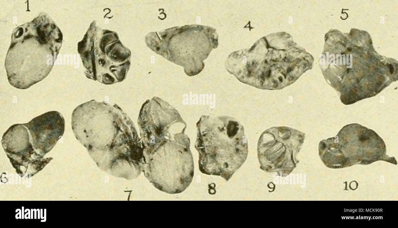 . Fig. T31-corps jaune hémorragique. Les organes génitaux, parce qu'il ...