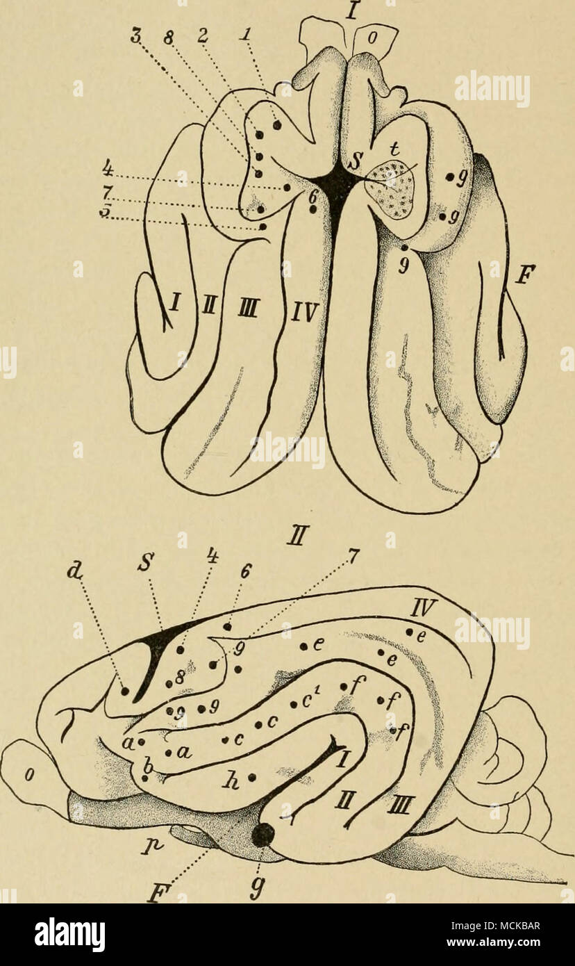 Fissure de sylvius Banque de photographies et d’images à haute ...