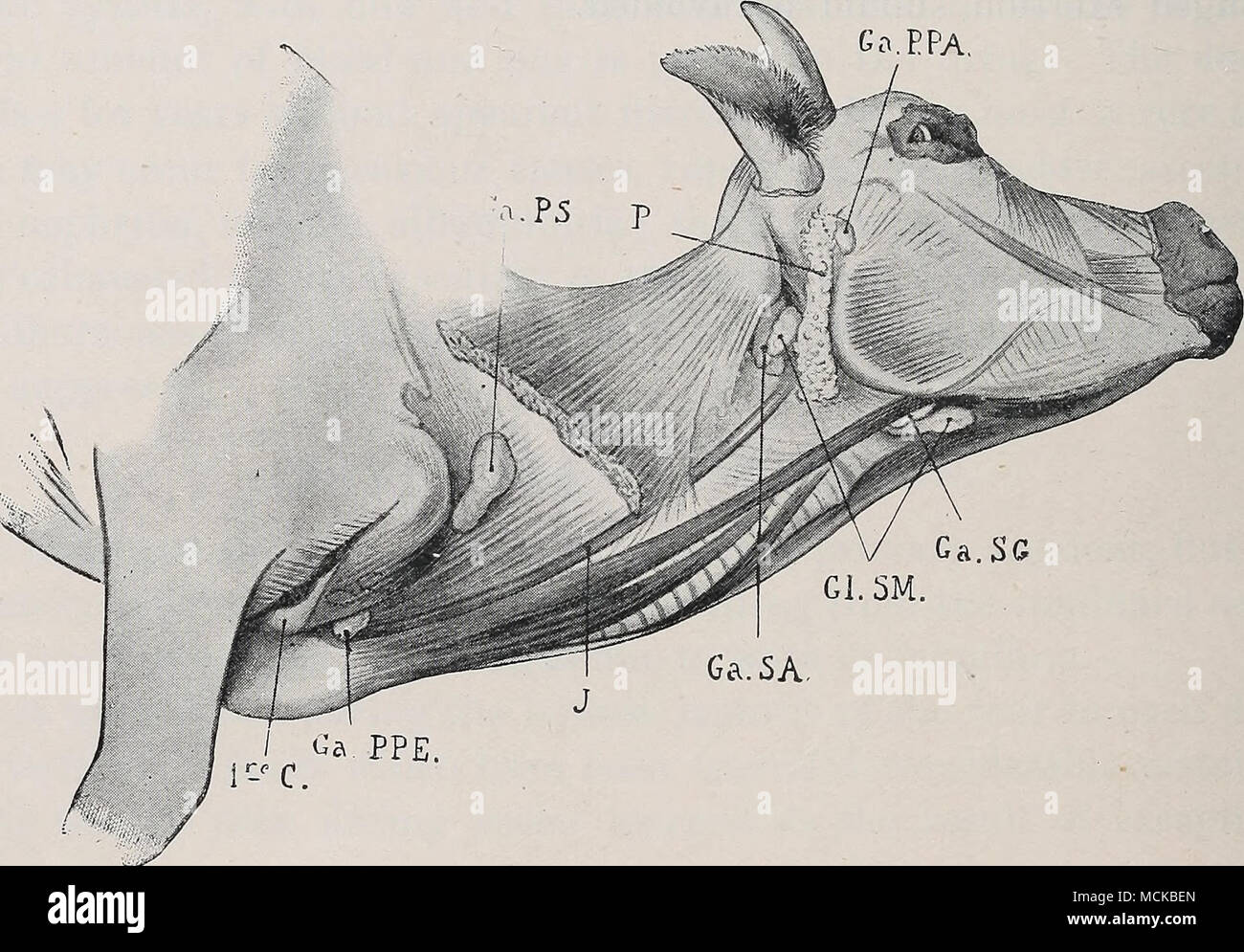 . Gi.5M. Ga5A. Fig. 209.-glandes lymphatiques superficiels de la tête ...