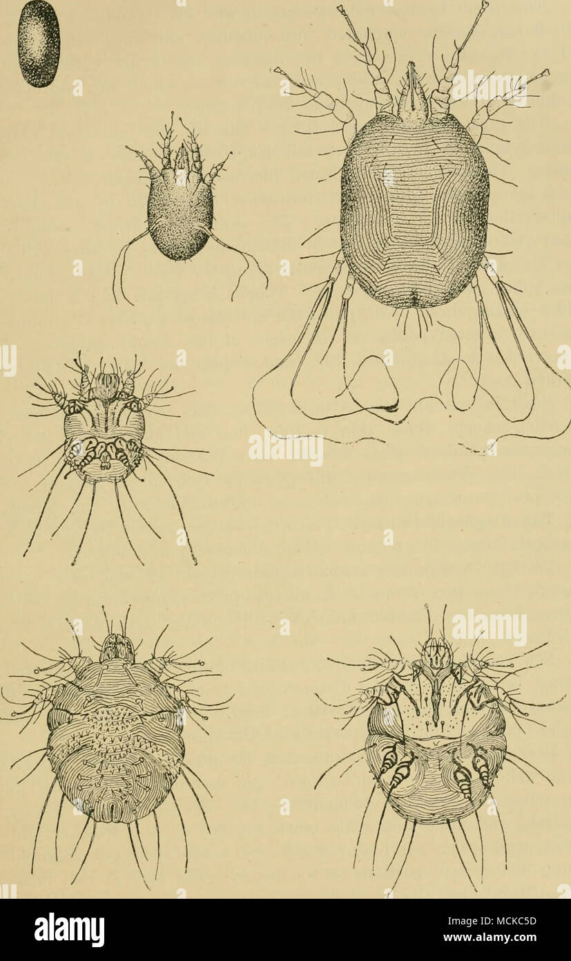 Acarien de la gale du mouton Banque de photographies et d’images à ...