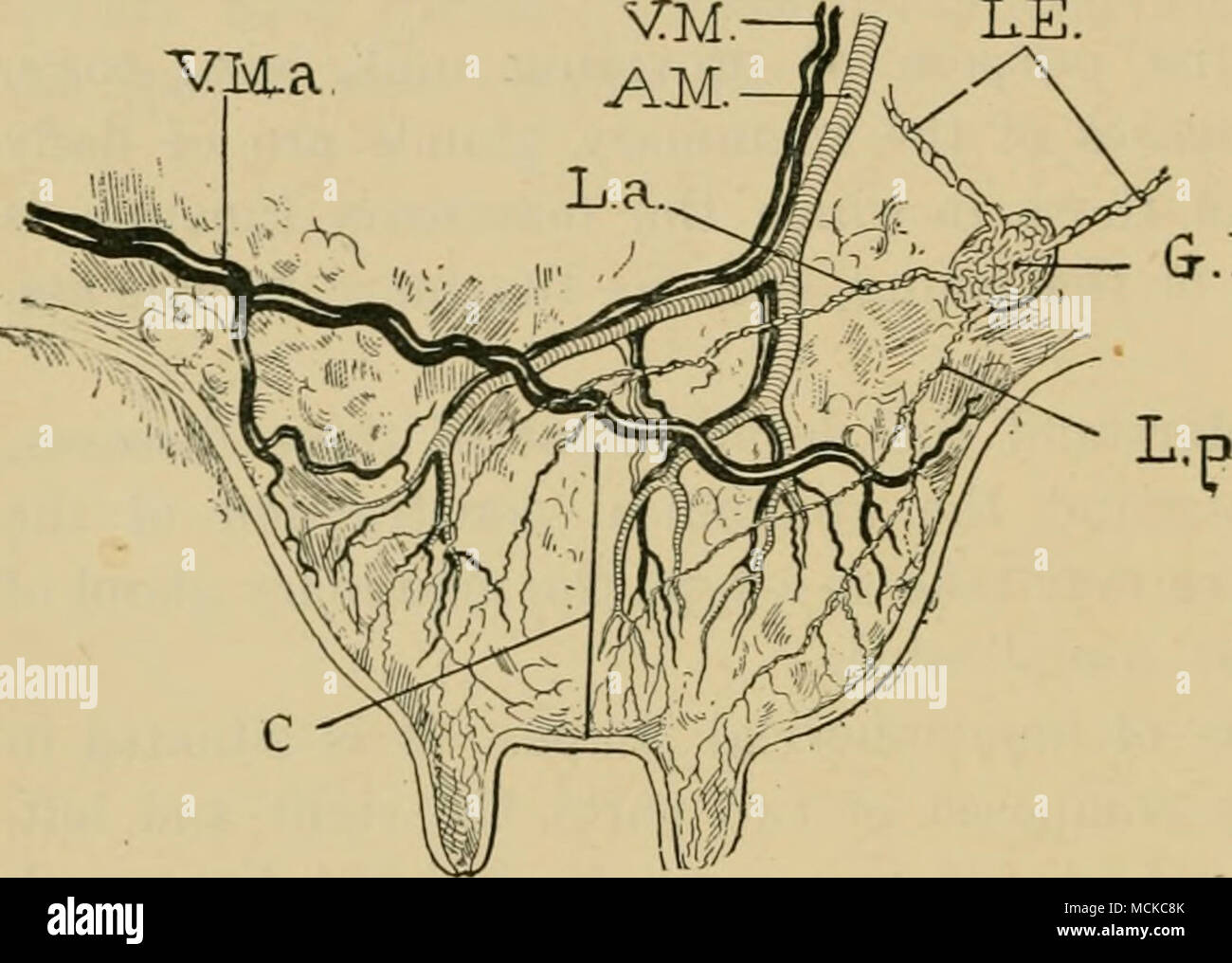 . Fig. 237.-Schema montrant la structure et l'organisation de la ...