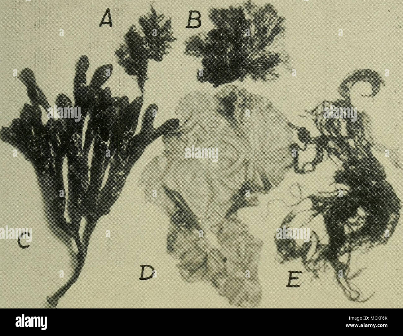 Algues sur la coque Banque de photographies et d’images à haute ...