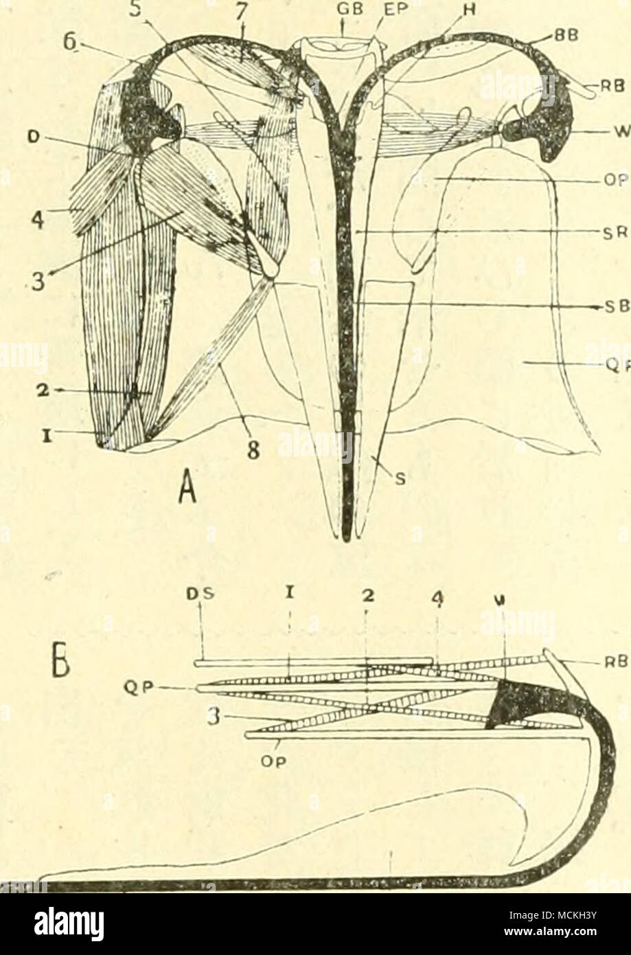 Ae ae i oe Banque de photographies et d’images à haute résolution - Alamy