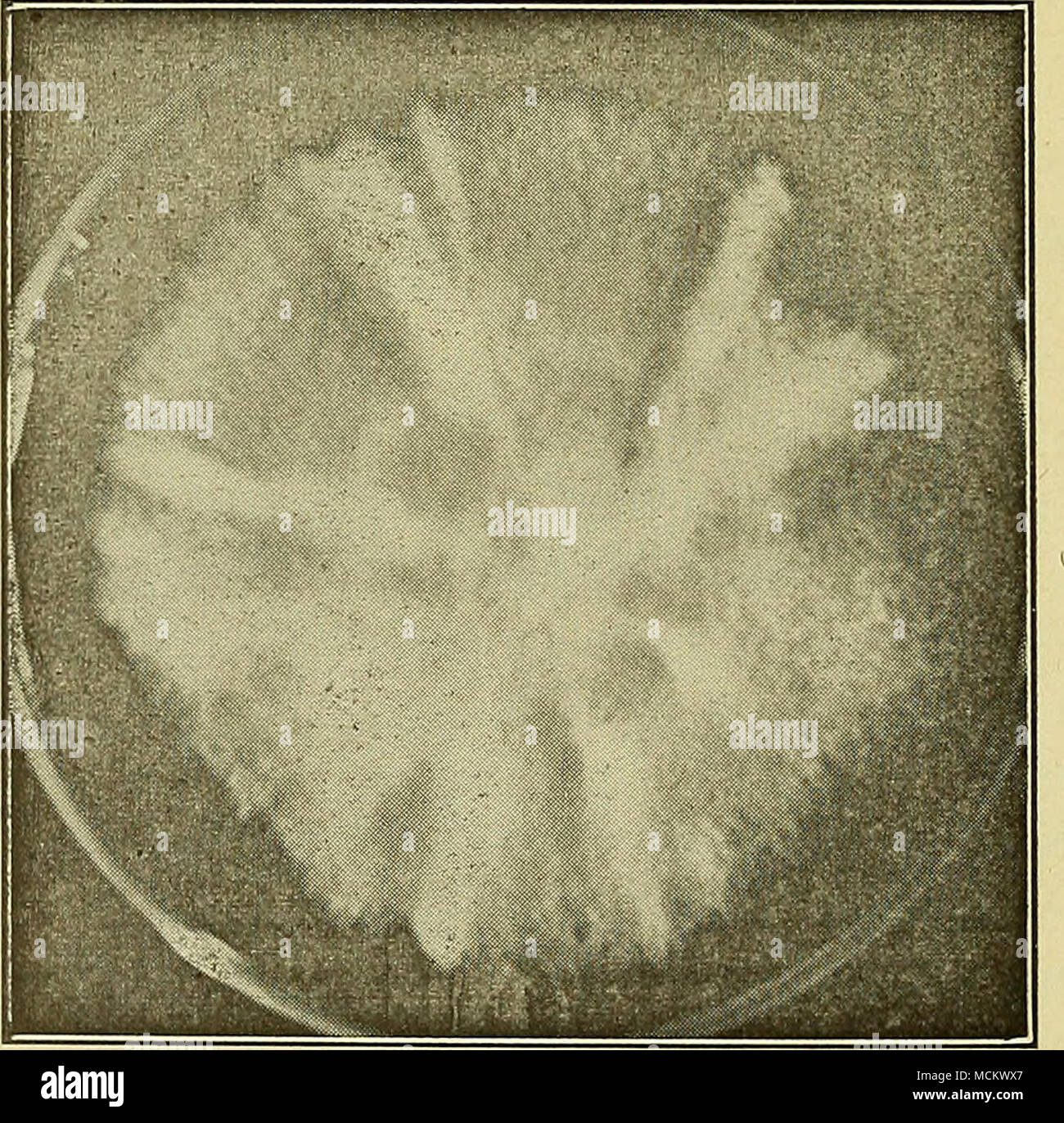 Helenium tenuifolium Banque de photographies et d’images à haute ...