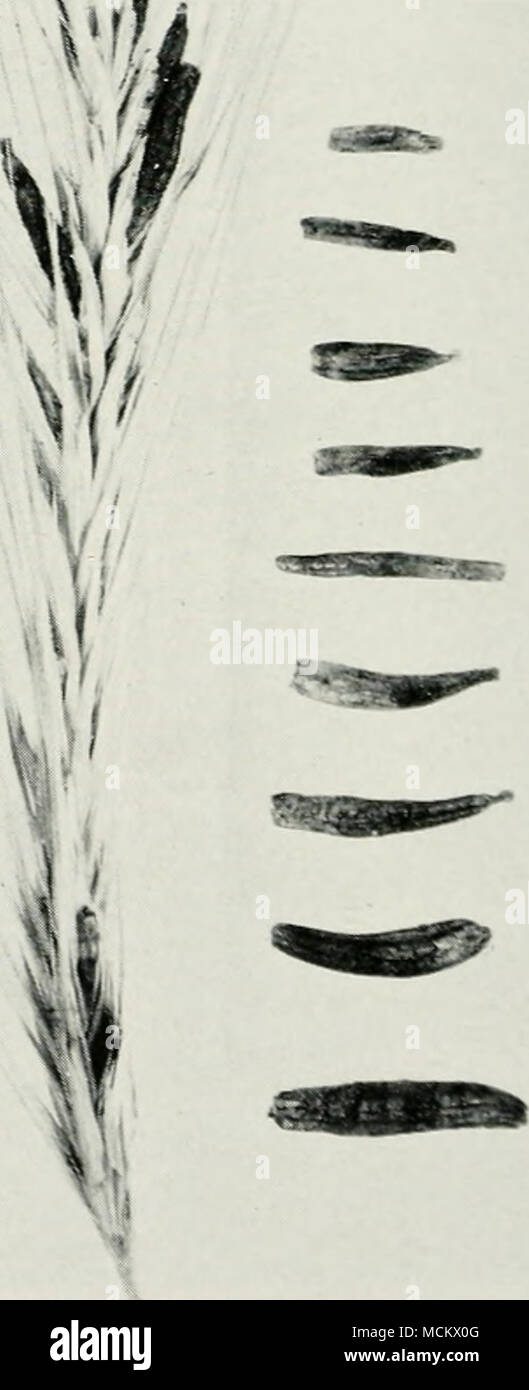 Ergot de seigle Banque de photographies et d’images à haute résolution ...