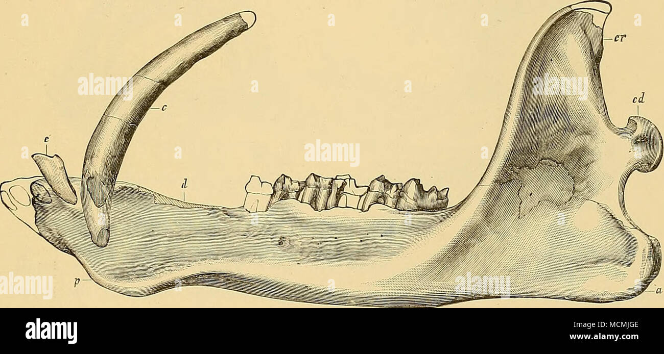 Coronoid process Banque de photographies et d’images à haute résolution ...