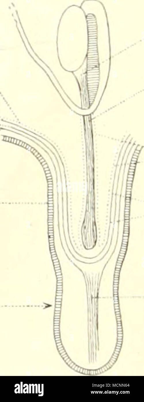 Ligament inguinal Banque de photographies et d’images à haute ...