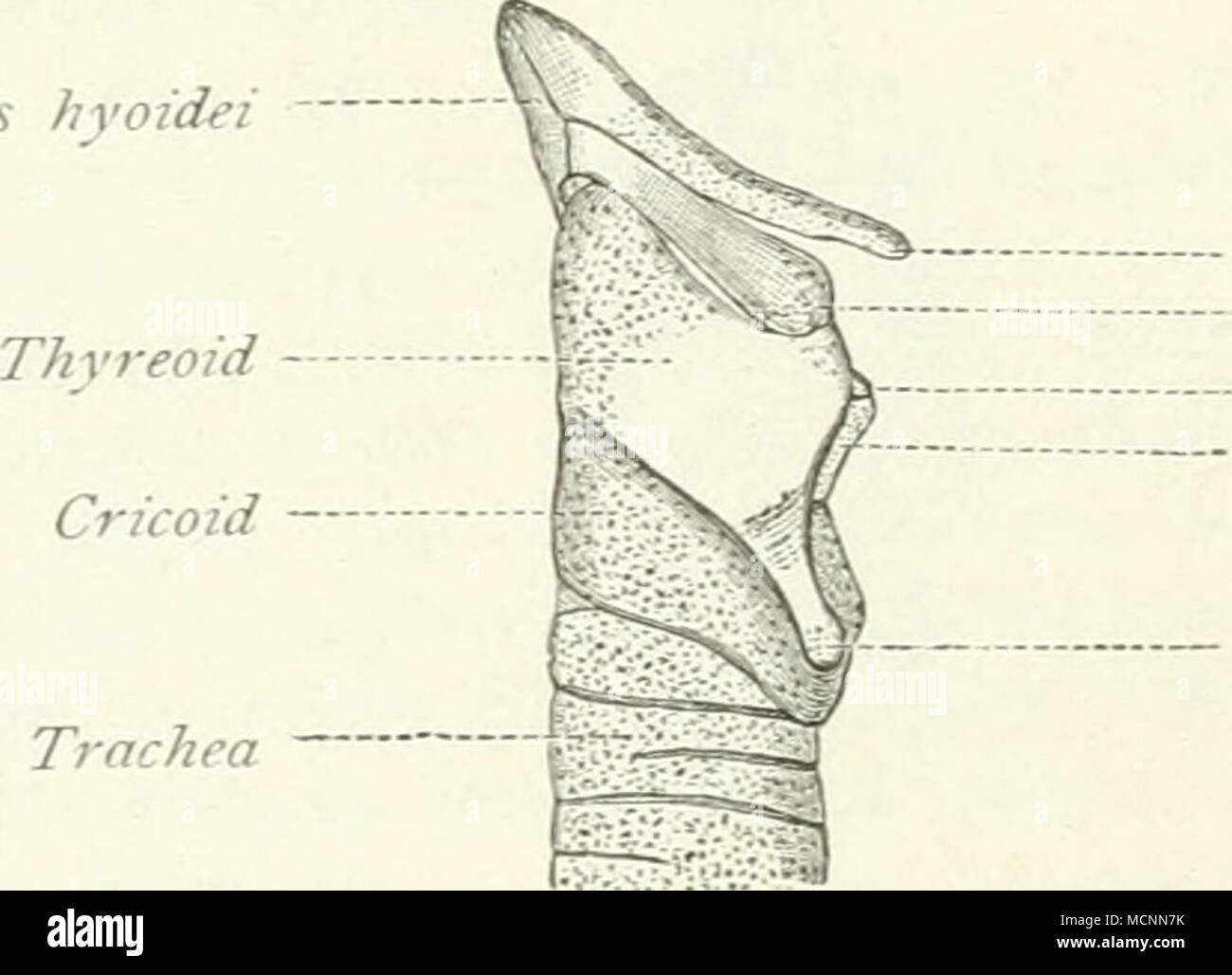 . Ant de Cornu. hyoidei hyoidei Procricoid Cornu post.. thyreoidei ...