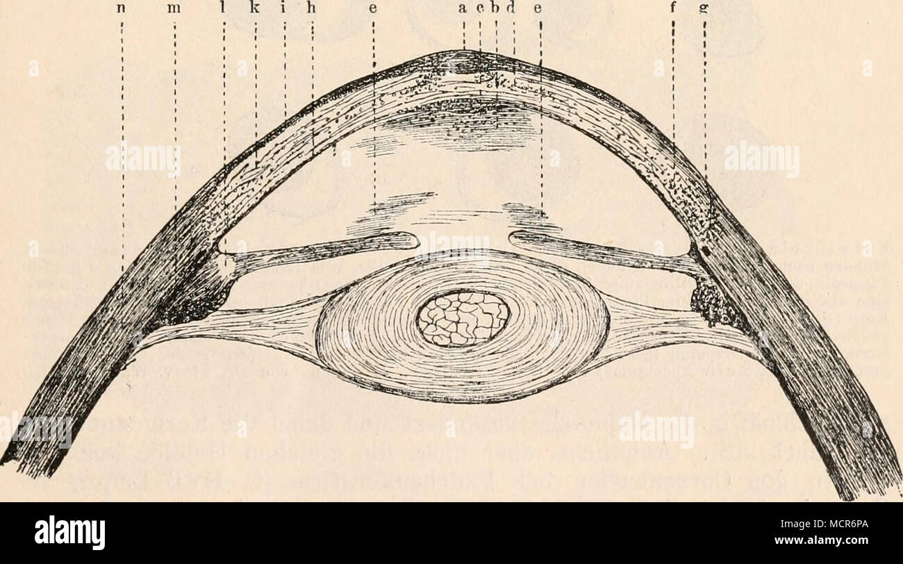 H ciliaris Banque de photographies et d’images à haute résolution - Alamy