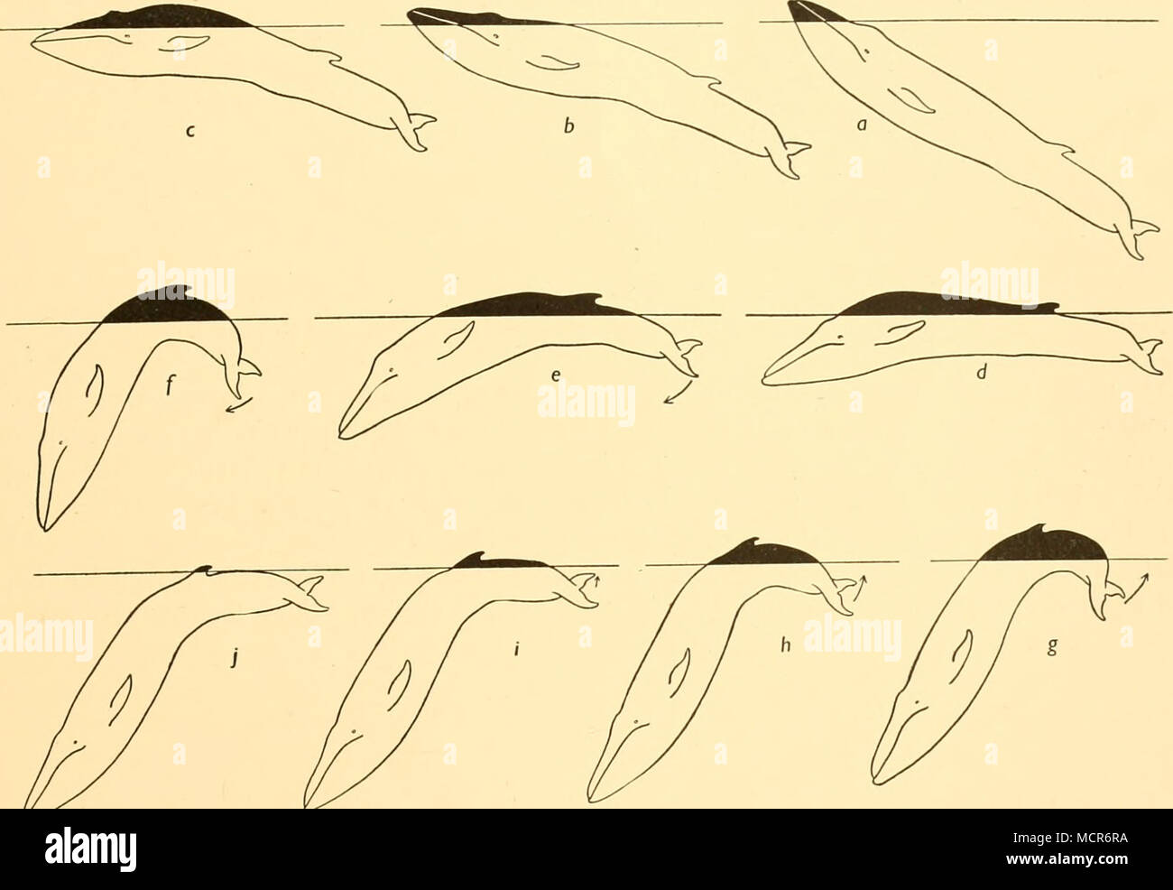 Schémas poissons nageoires Banque de photographies et d’images à haute ...