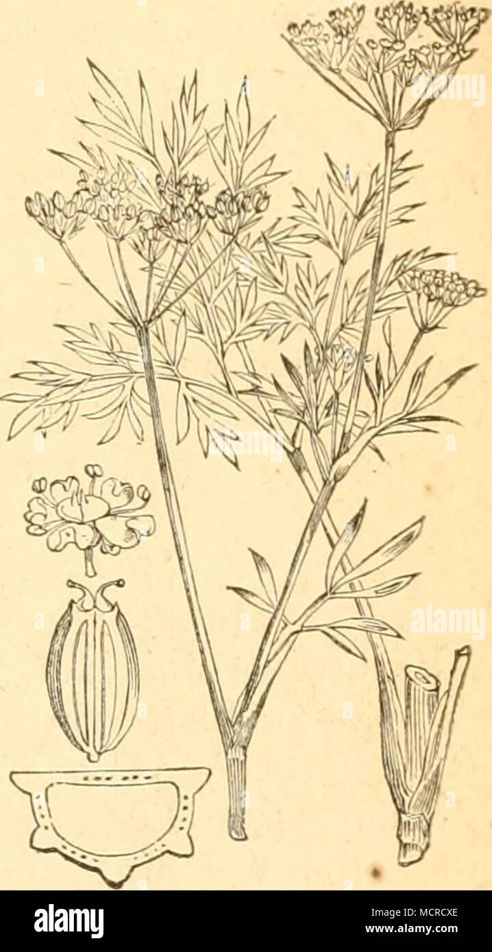 Silaus pratensis Banque de photographies et d’images à haute résolution ...