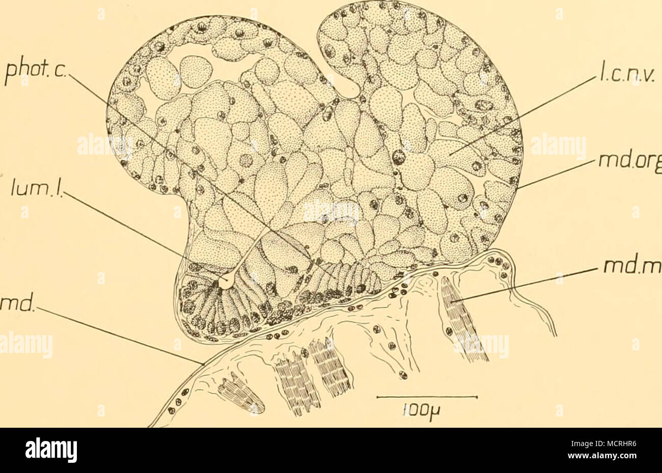 Tubule lumen Banque de photographies et d’images à haute résolution - Alamy