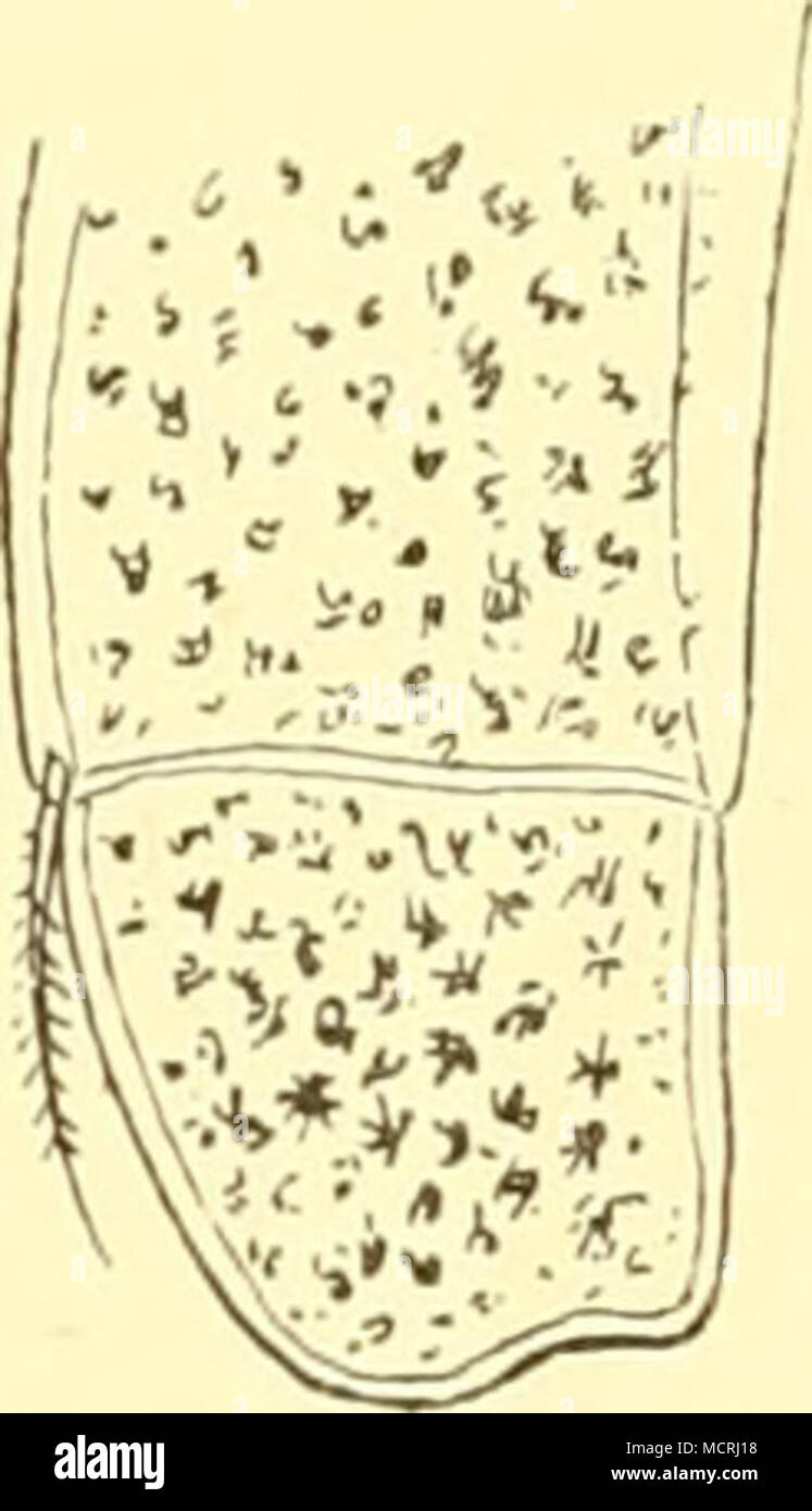 Idotea metallica Banque de photographies et d’images à haute résolution ...