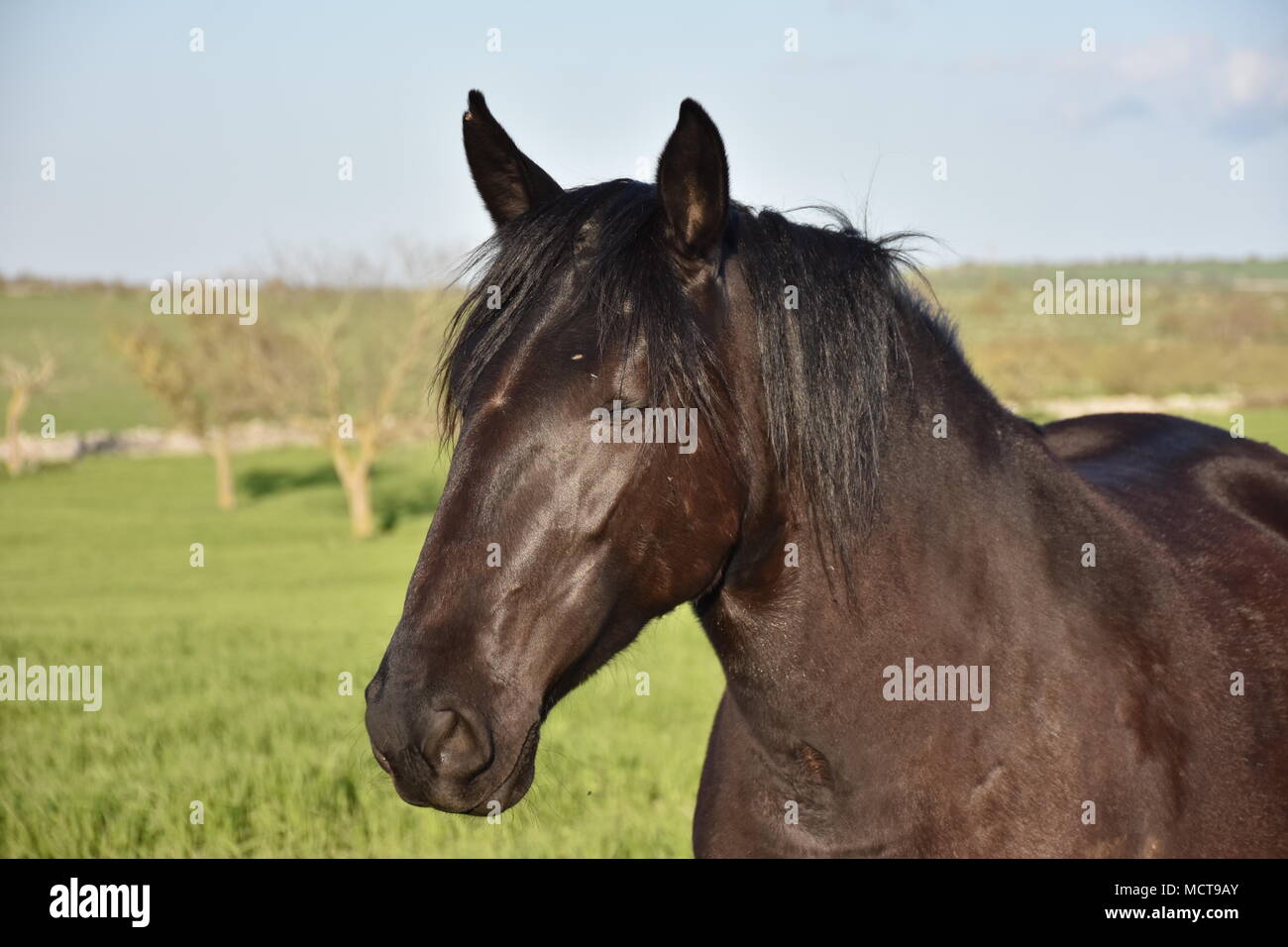 Cheval MURGESE. Race équine italienne des Murge (Pouilles, Italie ...