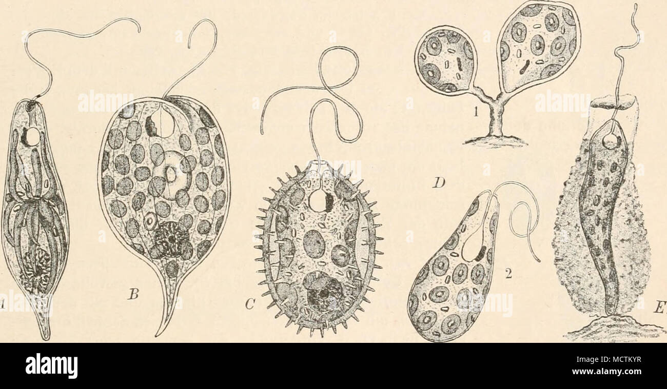 . Fig. 12*i. Un Ehbg l'Euglena viridis. B - Phacus pleuronectes Nitzsch ...