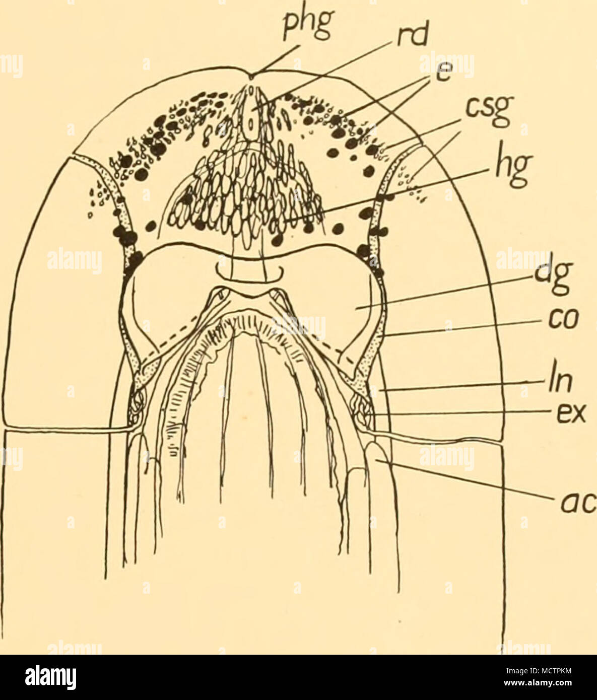 . Fig. 35. Amphiporus lecointei, Biirger. Schéma de principe d'une ...