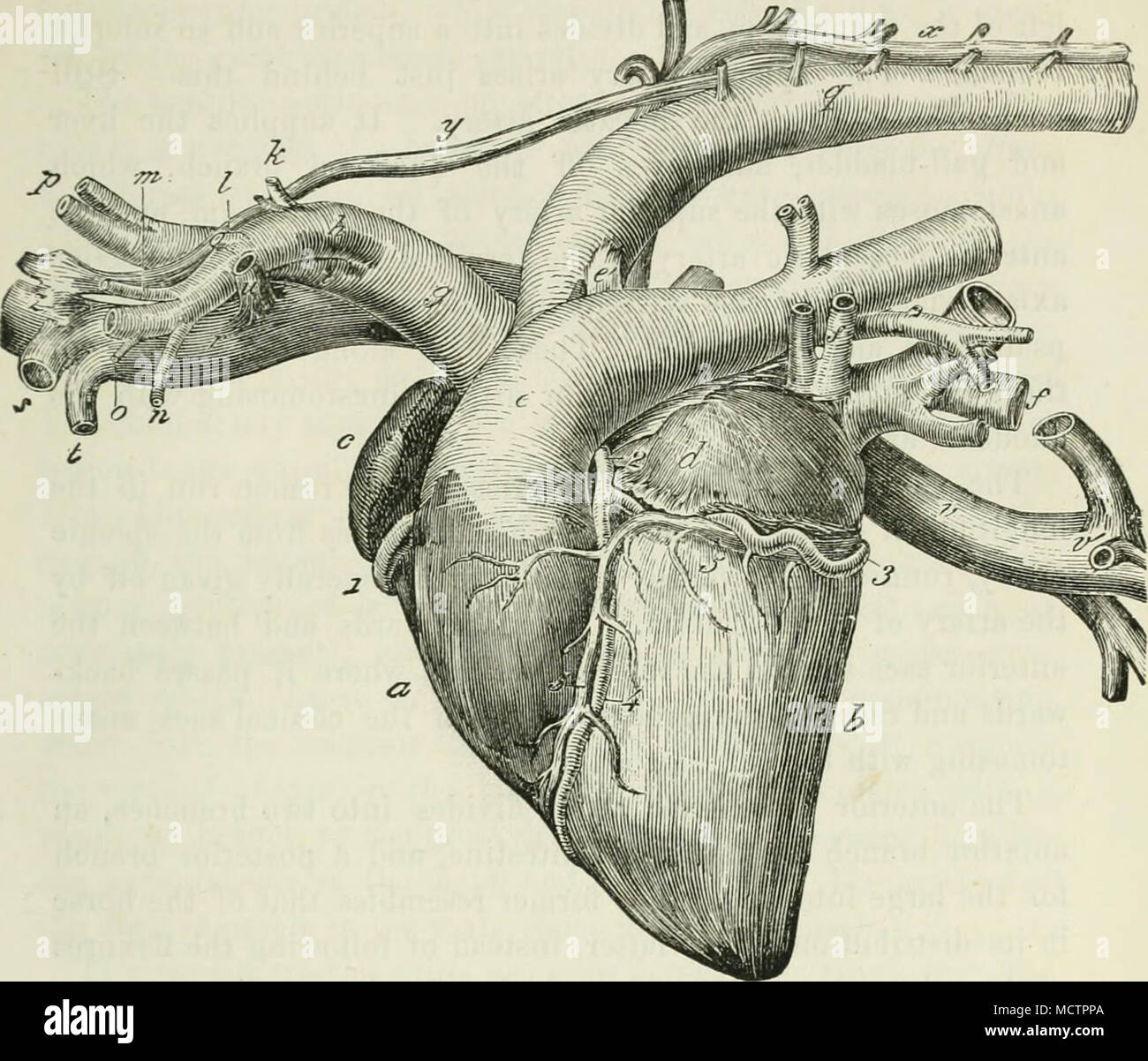 . Fig. 13.-Le coeur et vaisseaux principaux, face gauche. a. Ventricule ...