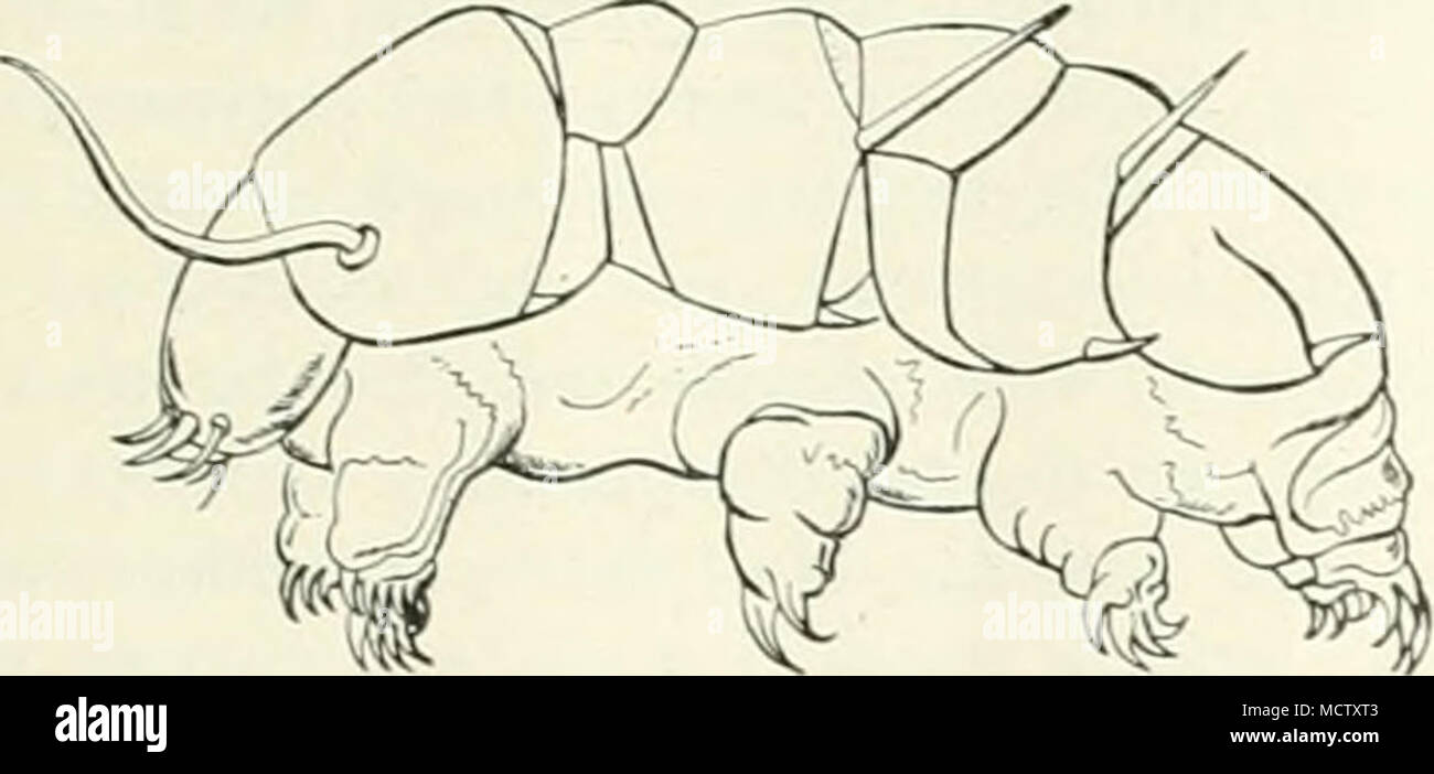 Animalcules leeuwenhoek Banque de photographies et d’images à haute ...