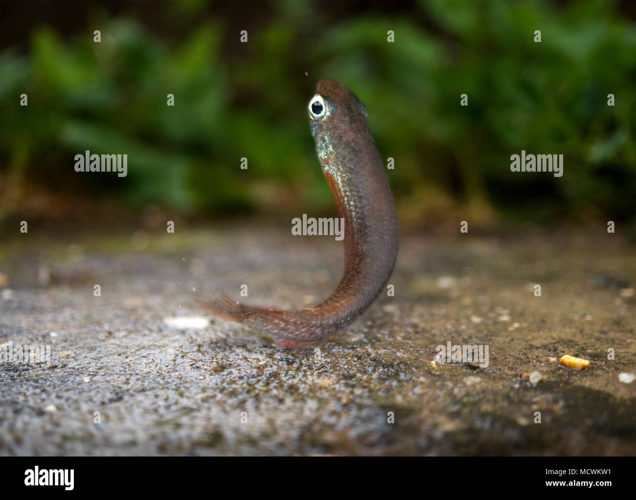 Mangrove Rivulus Banque d'image et photos - Alamy